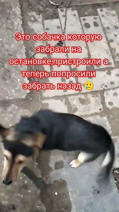 Помощь бездомным животным ️ Youtube