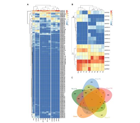 Expression Pattern Of The Prx Genes In Sugarcane A Tissue Specific