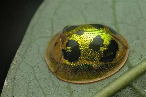Alabama Homeowners Are Spotting A Shiny Metallic Bug Heres What It