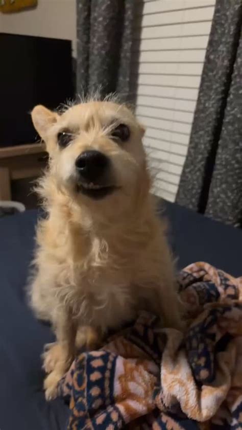 Instagram Video By Dixie • Jul 23 2025 At 9 05 Am