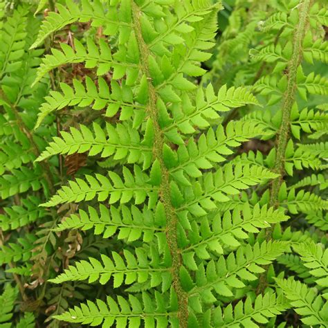Polystichum Aculeatum Hard Shield Fern
