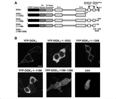 Subcellular Localization Of Truncated Forms Of Dgk A Schematic