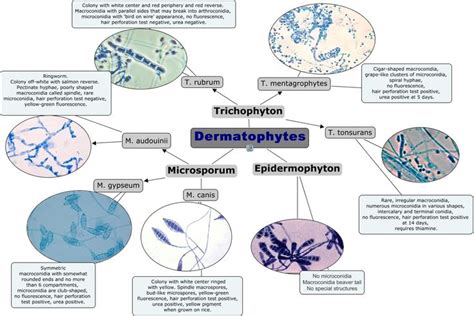 Dermatophytes Microbiology Vet Medicine Medical Laboratory