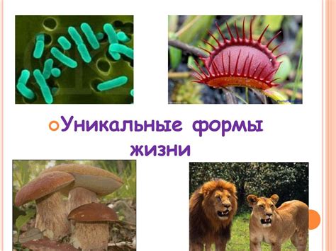 Общие свойства живых организмов презентация онлайн