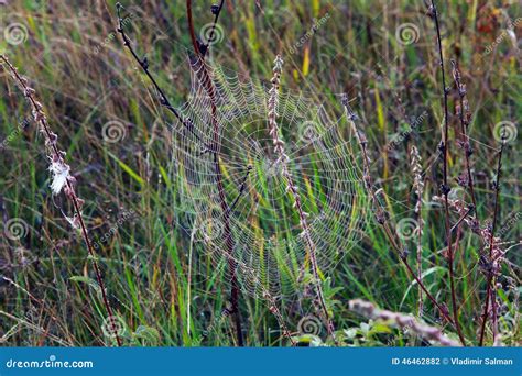 Cobwebs On The Grass Stock Photo Image Of Nature Reed