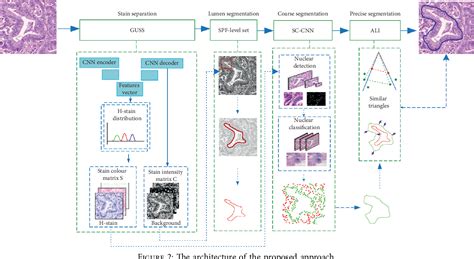 Figure 2 From Multiple Morphological Constraints Based Complex Gland Segmentation In Colorectal