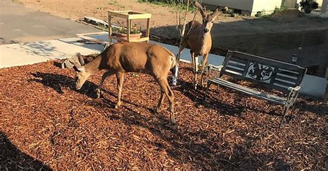 So Im On Temp Assignment In Bend Oregon Working At My Computer I