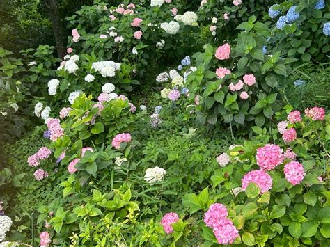 大平山のアジサイ 自分らしく光耀く未来へ