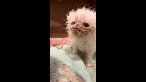 The “skrunkly” Cat Taking Over The Internet Au — Australias Leading News Site