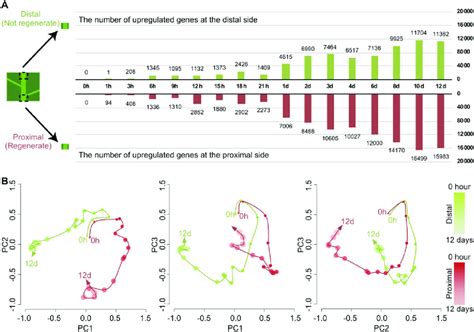 Transcriptome Analysis By RNA Seq To Explore Genes Related To Download Scientific Diagram