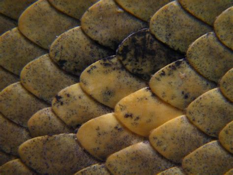 Snakescales Flickr Photo Sharing