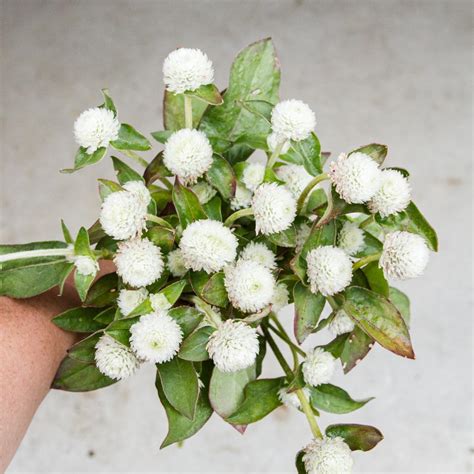 Gomphrena Audray White Seeds Nz