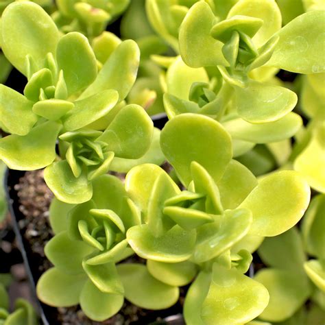 Sedum For Sale Stonecrop Ground Cover Stonecrop