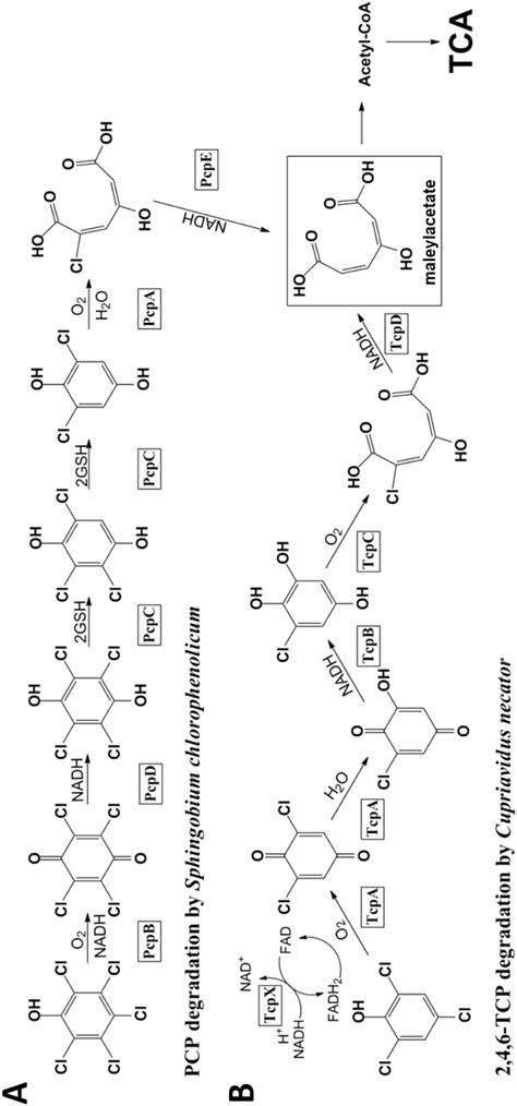 Degradation Pathway Of Pentachlorophenol Pcp In Sphingobium Download Scientific Diagram