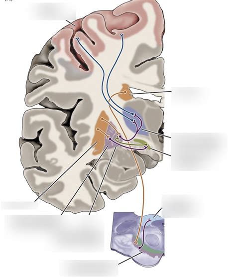 Functional Organization Of Intrinsic Circuitry Outputs Of Basal Ganglia