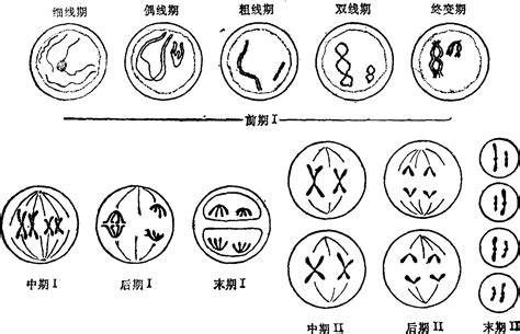 减数分裂 医学百科