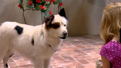 Dog With A Blog Stan The Outside Dog Youtube