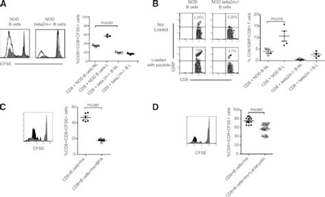 B Cell Presentation Uses The Classical Mhc Class I Pathway A Download Scientific Diagram