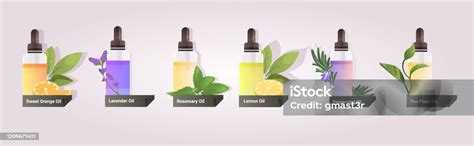 세트 드롭 필수 레몬 페퍼민트 차 식물 오렌지 라벤더 로즈마리 오일 유리 병 액체 천연 얼굴 몸 미용 개념 수평 라벤더 식물에 대한 스톡 벡터 아트 및 기타 이미지 Istock