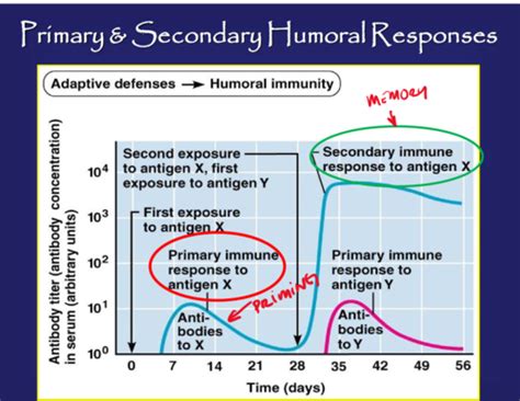 Immune System Flashcards Quizlet