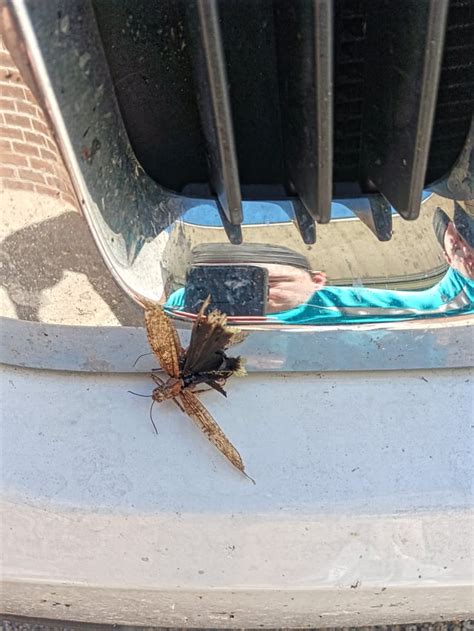 Hit And Stick R Bugidentification