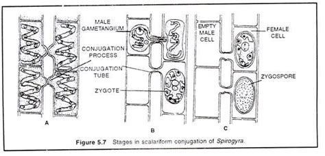 Stages In Scalariform Conjugation Of Spirogyra Vegetative Reproduction Cell Forms Kingdom