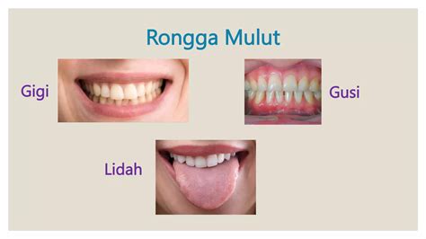 Rongga Mulutpptx