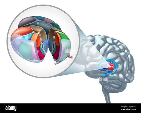 Thalamus Brain Anatomy Concept As Part Of The Diencephalon Related To Sensory And Motor Signals