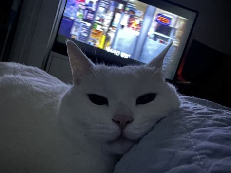 고양이 유머 움짤 이슈 에펨코리아