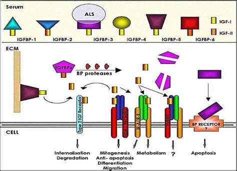 Diagrammatic Representation Of The Igf Axis Download Scientific Diagram