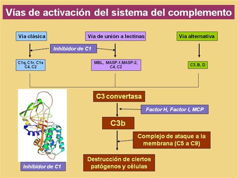 El Sistema Del Complemento Un Mecanismo Innato De Defensa Sebbm