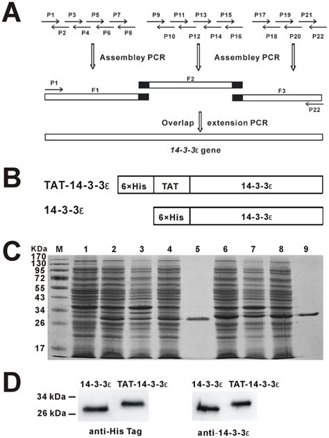 A The Strategy For The Synthesis And Assembly Of The 14 3 3ε Gene Download Scientific Diagram