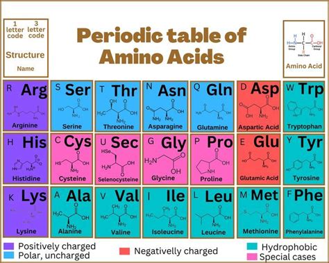 Amino Acids Periodic Table Periodic Table Poster Organic Chemistry Arginine Biochemistry