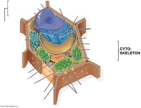 Biology 111 Exam 2 Diagram Quizlet