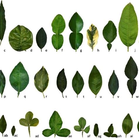 Different Types Of Leaves Classification