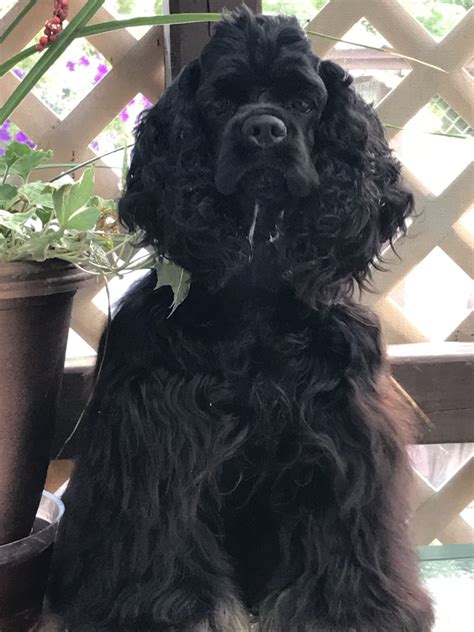 Our Akc Registered American Cocker Spaniels Cmcockerpups