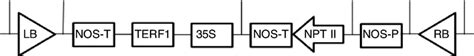 Schematic Diagram Of Prok2 Vector Containing Terf1 Gene And Nptii Download Scientific Diagram