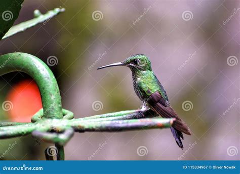 Little Hummingbird In The Jungle Stock Image Image Of Area Costa