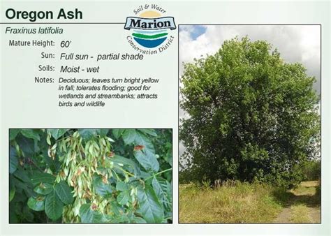 Native Plants