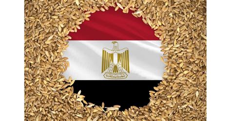 Египет проучва закупуване на 500 000 тона пшеница от Франция и България Български Фермер
