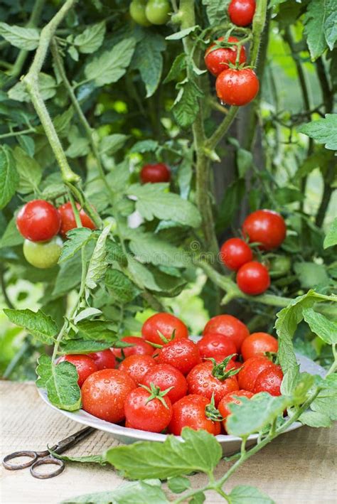 Freshly Picked Red Cherry Tomato Harvesting Tomatoes Stock Image