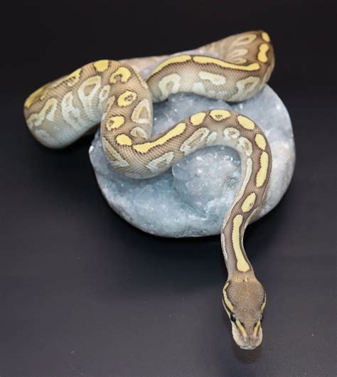 Phantom Special Ball Python By Resplendent Reptiles And Exotics Morphmarket Phantom Special Ball Python By Resplendent Reptiles And Exotics Morphmarket