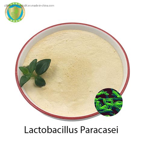 Oem Feed Lactobacillus Probiotics Lactobacillus Paracasei Powder China Lactobacillus Paracasei