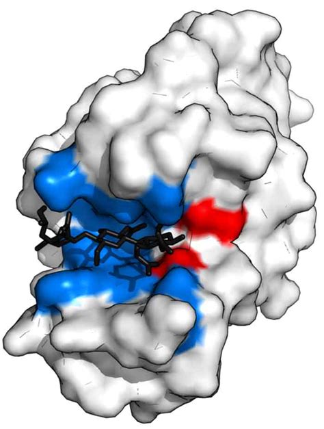 Enzymes Biology Working Types Facts Science Fun