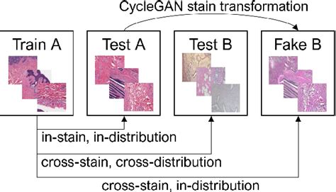 Figure 1 From From Cnns To Vision Transformers A Comprehensive Evaluation Of Deep Learning