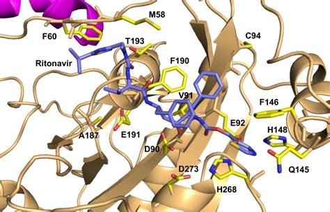 Ritonavir May Inhibit Exoribonuclease Activity Of Nsp14 From The Sars Cov 2 Virus And Potentiate