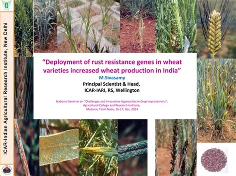 Deployment Of Rust Resistance Genes In Wheat Varieties Ppt