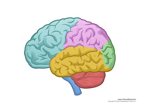 Brain Diagram Blank Color Tim Van De Vall