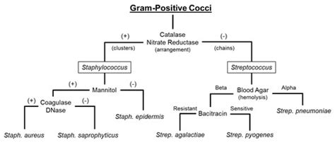 Lab Quiz 10 Flashcards Quizlet
