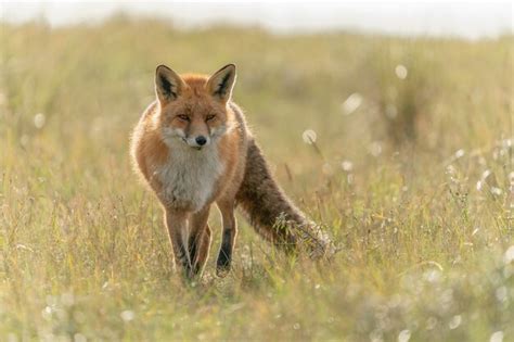 Zorro Rojo Vulpes Vulpes En Un Entorno Natural De Otoño En Los